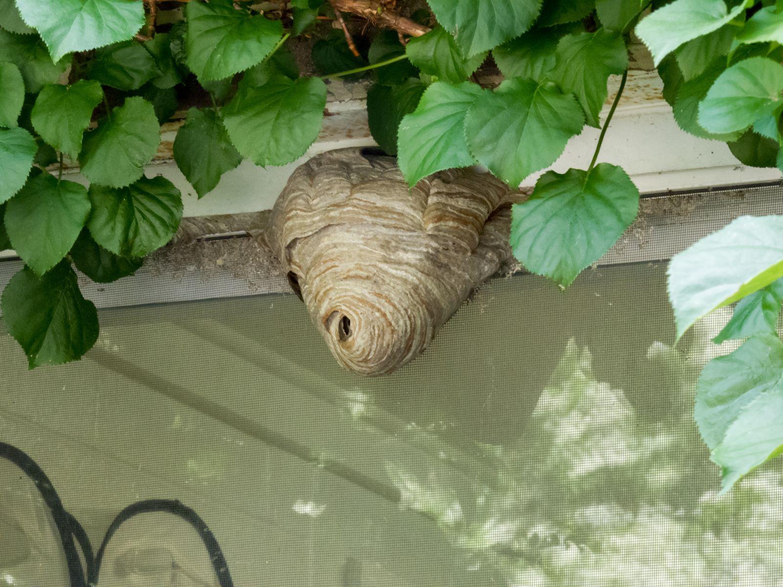 Social Wasps: Yellowjackets, Hornets, and Paper Wasps | University of ...