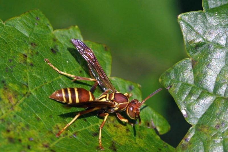 Social Wasps: Yellowjackets, Hornets, and Paper Wasps | University of ...