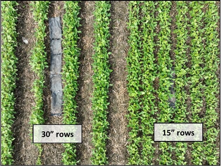 Soybean Populations, Row Spacings, and Planting Dates | University of ...