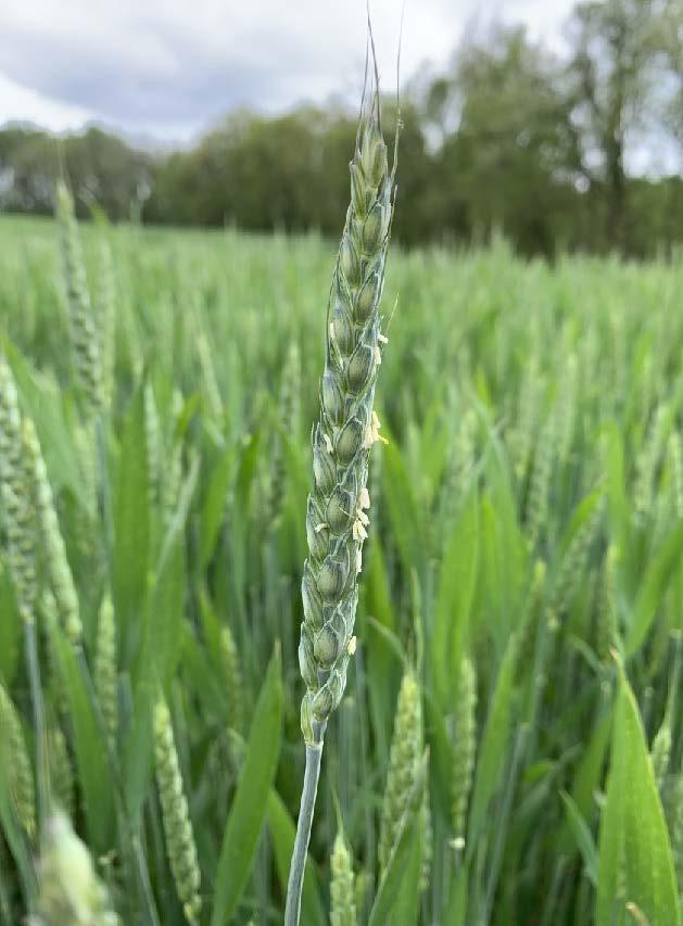 Overview of Fungicides for Head Scab Control in Wheat | University of ...