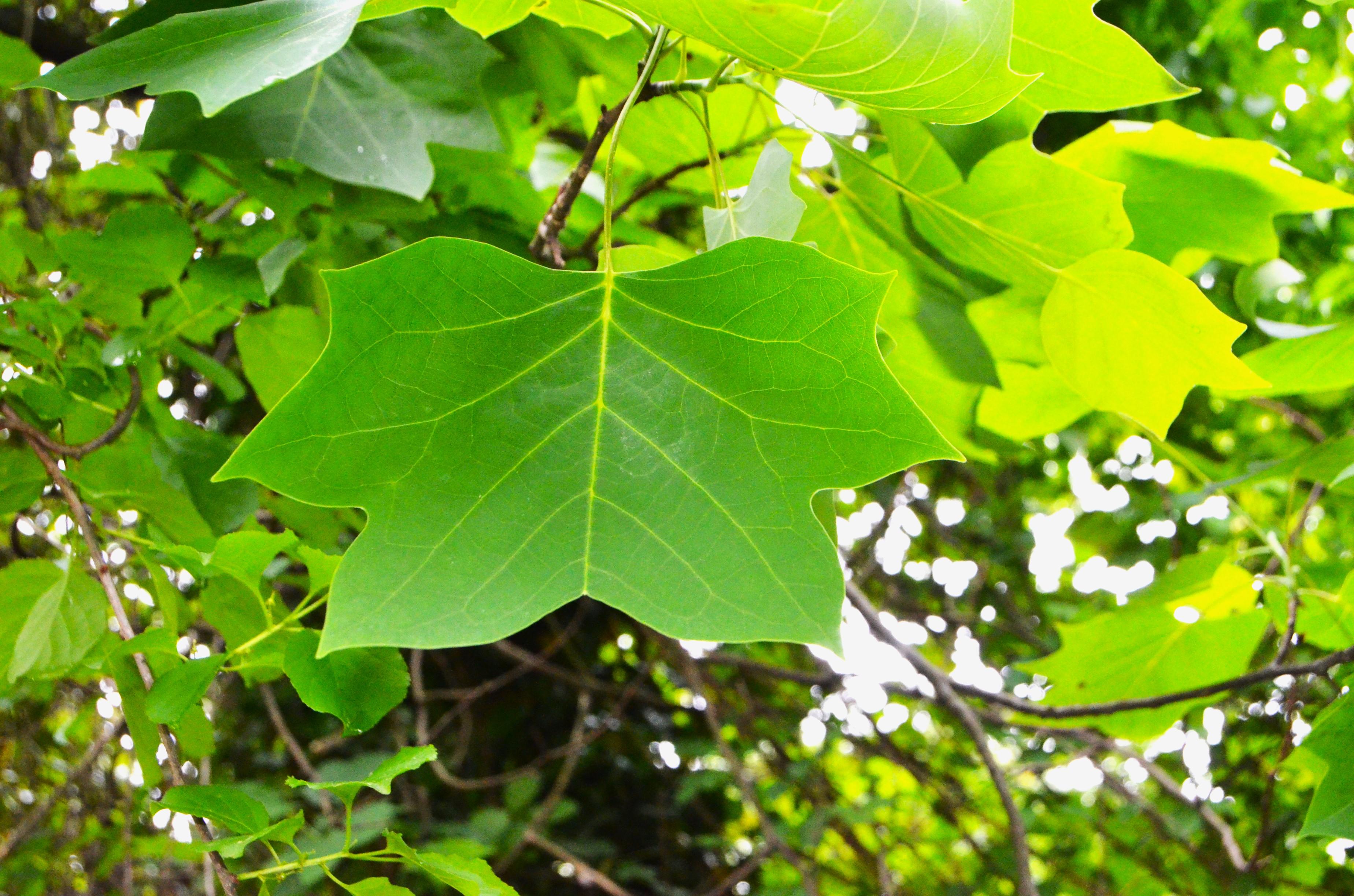 Native Trees of Maryland: The Tuliptree | University of Maryland Extension