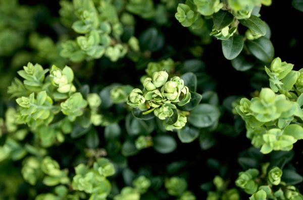 Boxwood Psyllid Insects | University of Maryland Extension