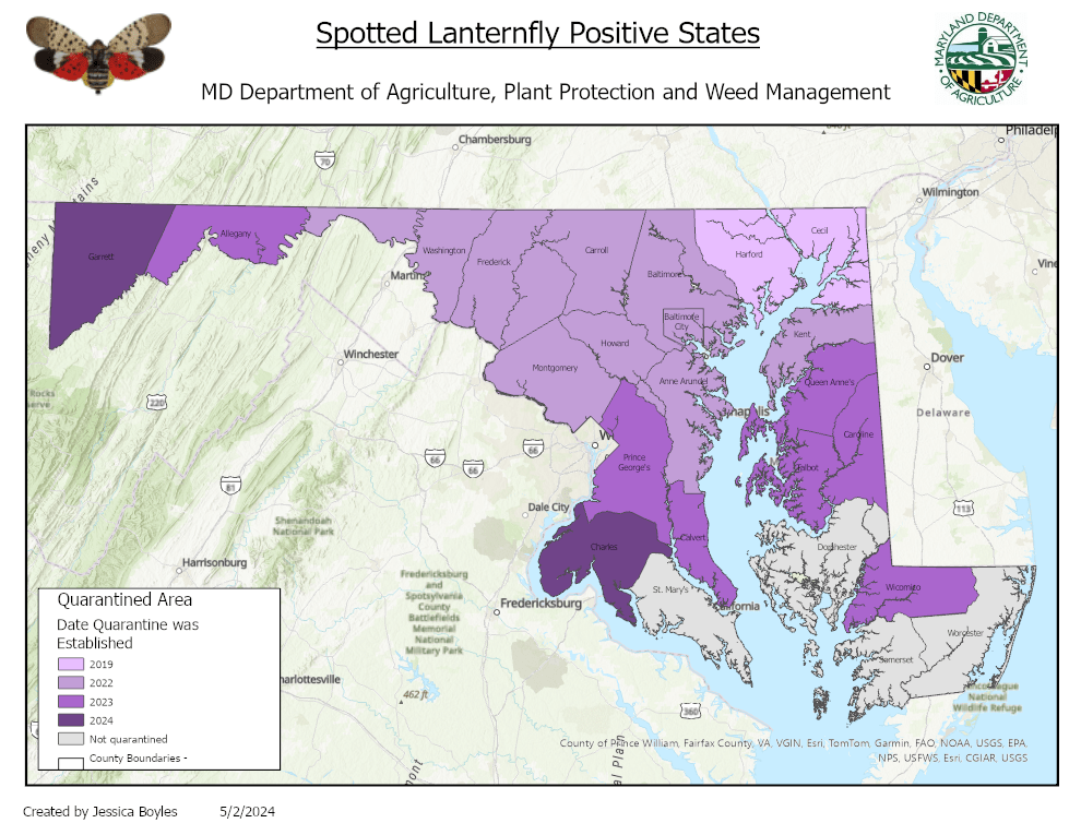 Spotted Lanternfly in Home Gardens | University of Maryland Extension