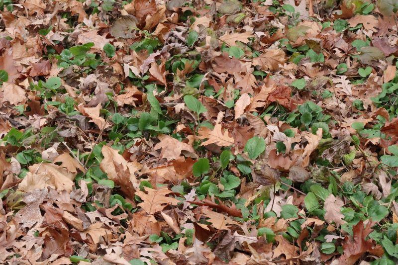 Groundcovers | University of Maryland Extension