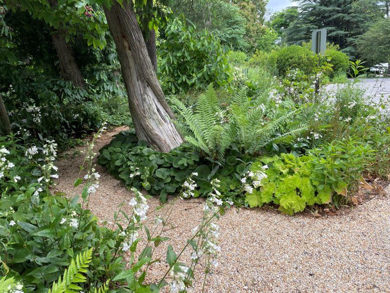 Groundcovers | University of Maryland Extension