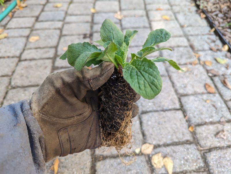 Groundcovers | University of Maryland Extension