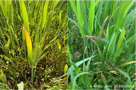 Wheat Leaf Tip Necrosis Showing in Many Wheat Fields | University of ...