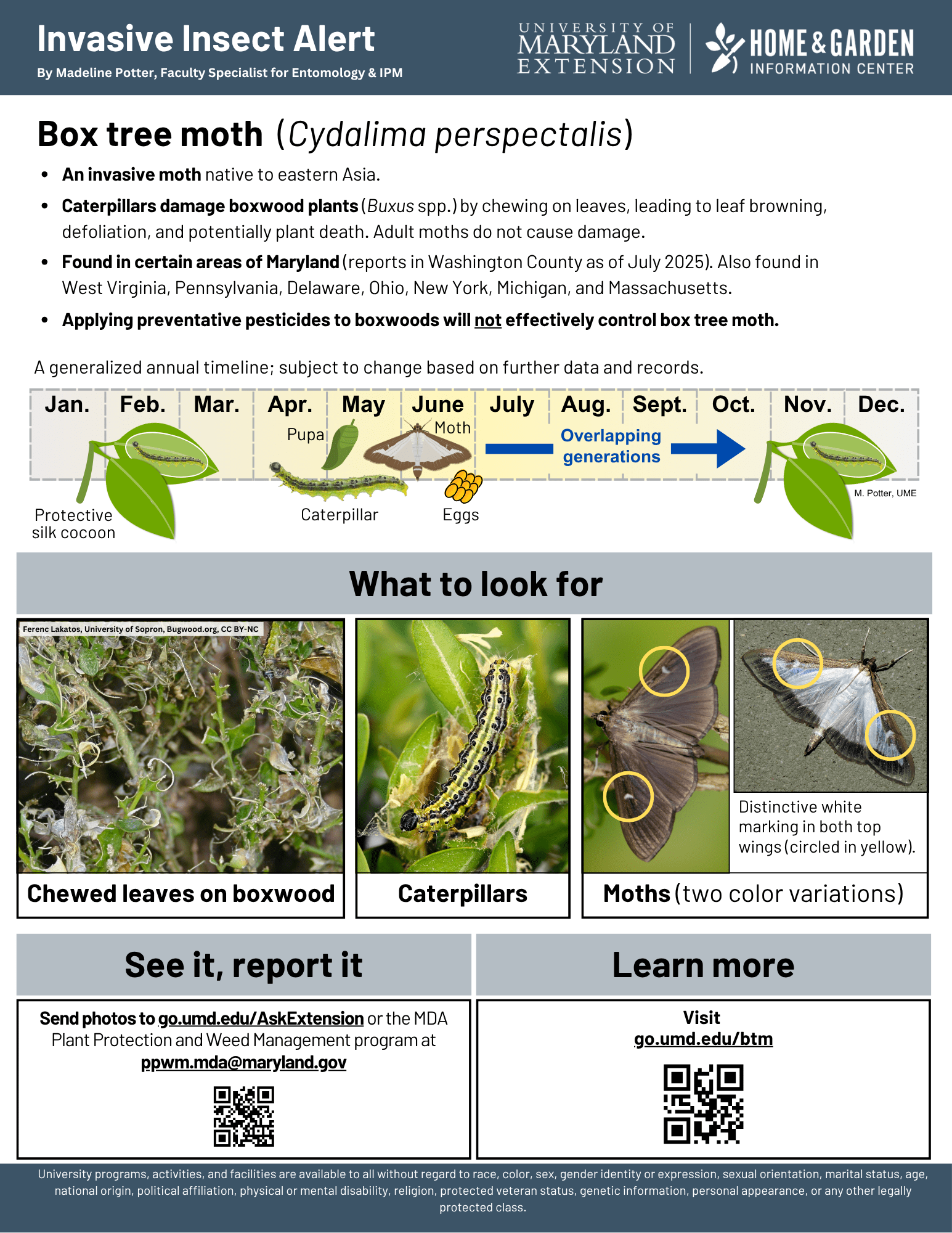 Box Tree Moth | University of Maryland Extension